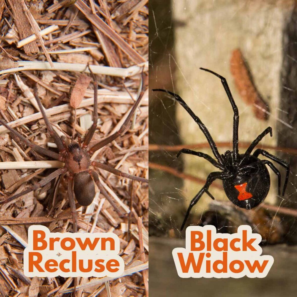 Spider Control: Everything You Need to Know | Pestegic: Strategic Pest Control