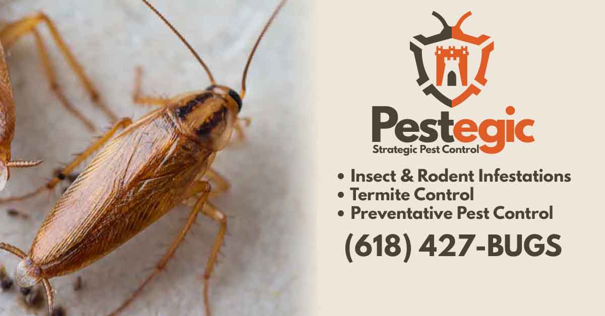 German Cockroach Control: Everything You Need to Know | Pestegic ...