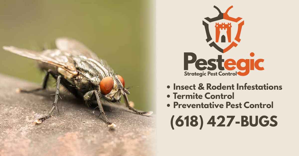 Flying Insect Control: Everything You Need to Know | Pestegic ...