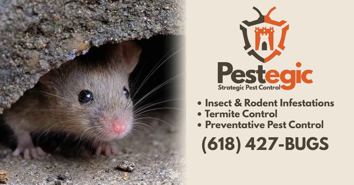 Mouse Control: Everything You Need to Know | Pestegic: Strategic Pest ...